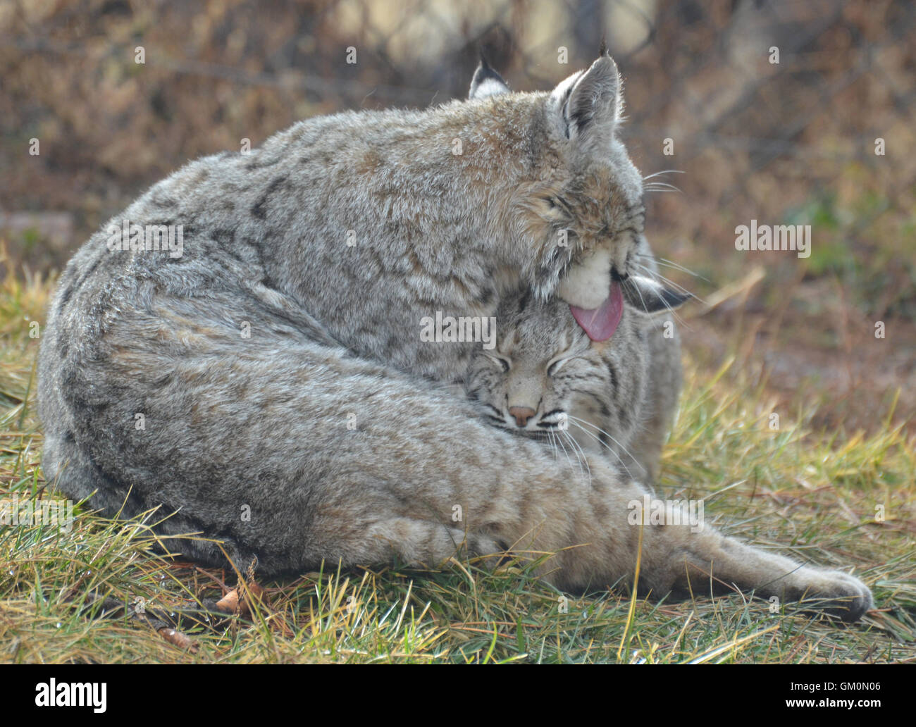 Lynx lynx lick hi-res stock photography and images - Alamy