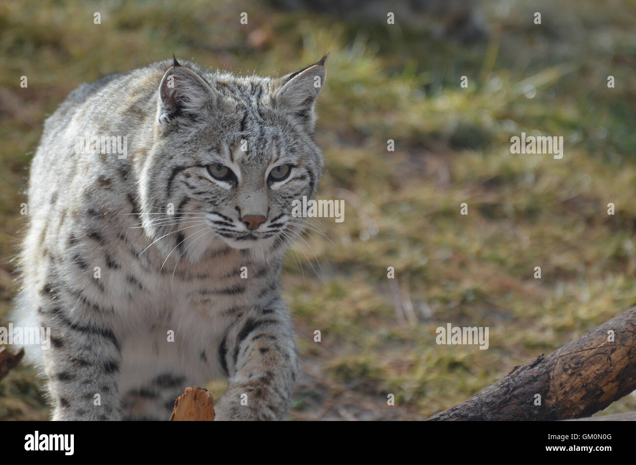 Lynx on the move through the matted grasses and plains Stock Photo - Alamy