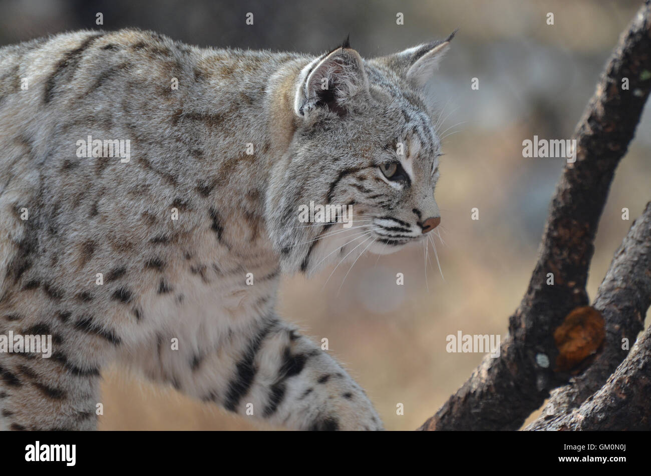 Bobcat making his moves in the wilderness Stock Photo - Alamy