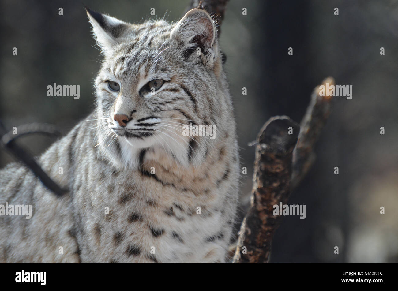 Lynx gazing around at his environment Stock Photo - Alamy