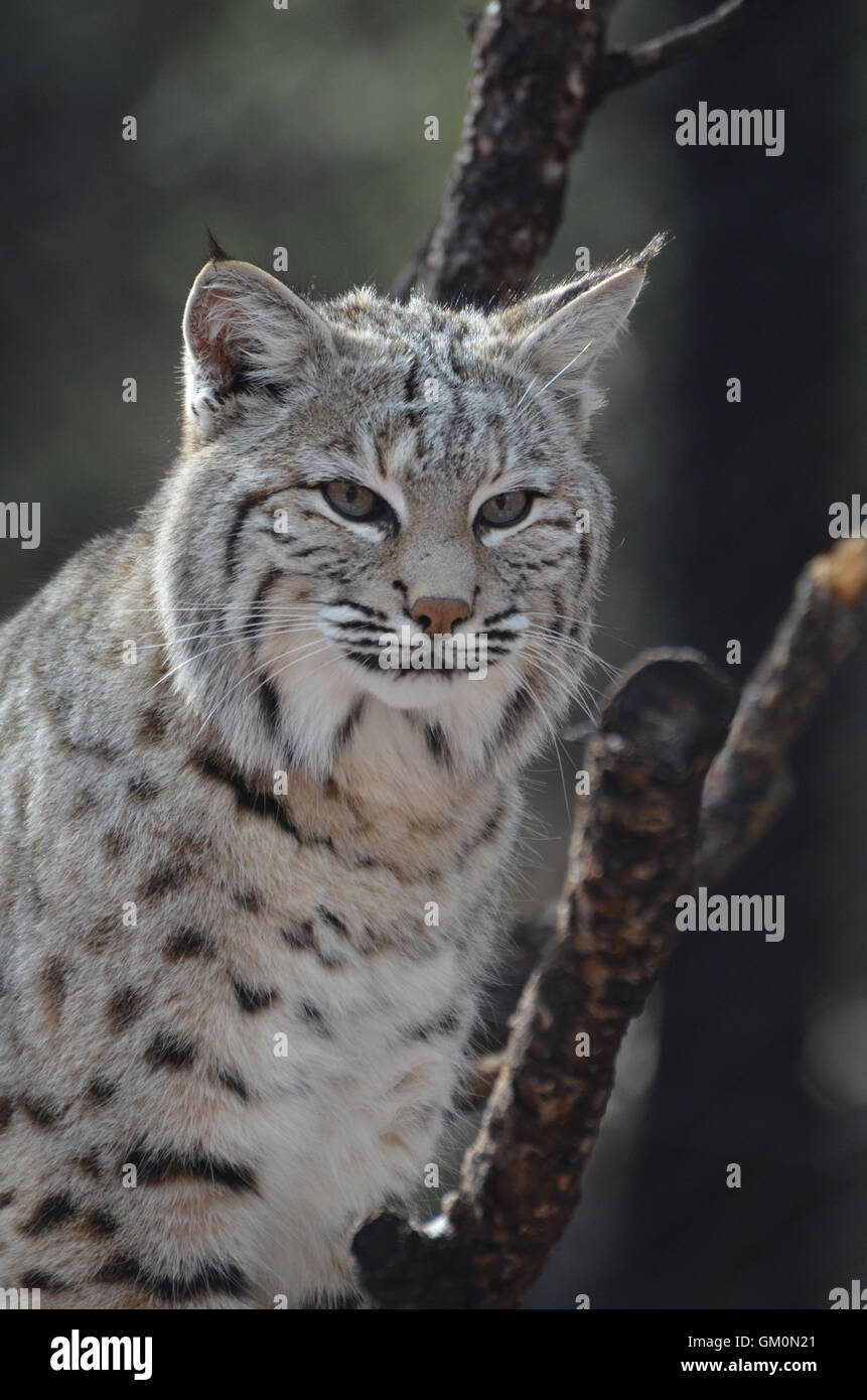 Lynx with an angry expression on a fallen tree branch Stock Photo - Alamy