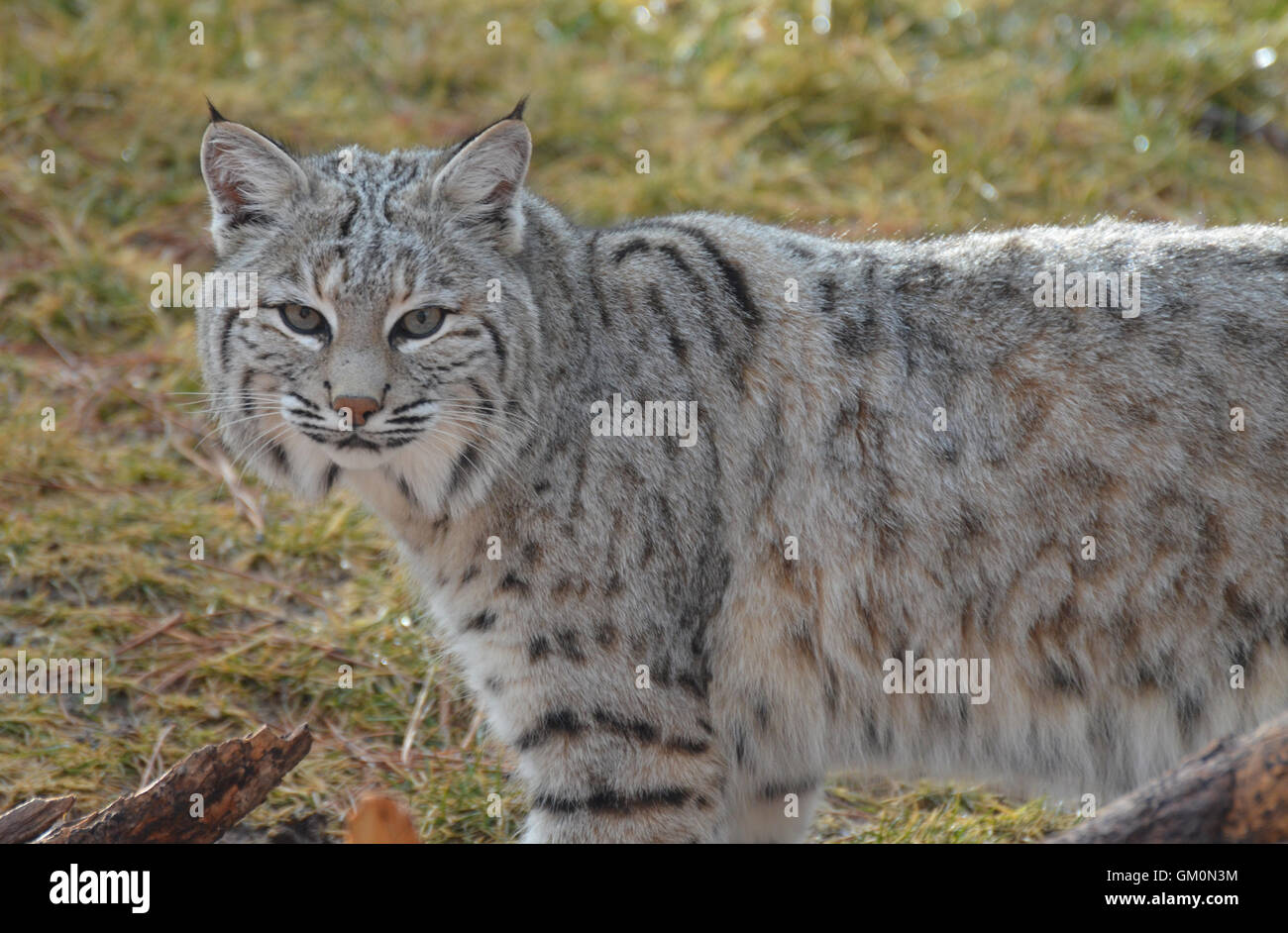 Profile of a wild bobcat up cloase Stock Photo - Alamy