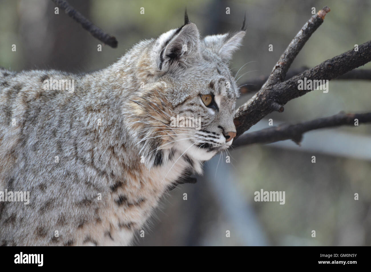 Gorgeous view of a lynx cat in the wild Stock Photo - Alamy