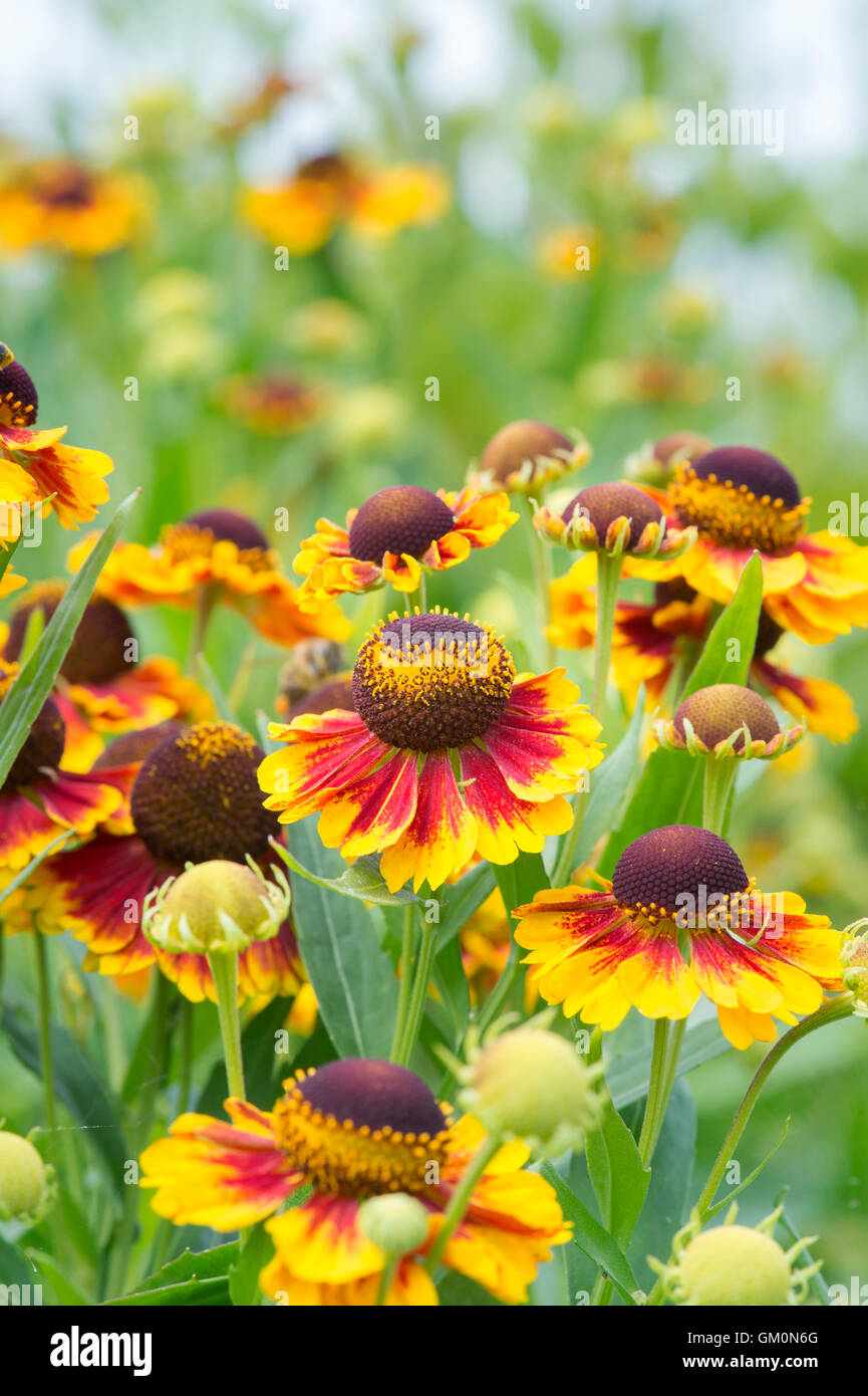 Helenium Autumnale. Sneezeweed flowers Stock Photo - Alamy