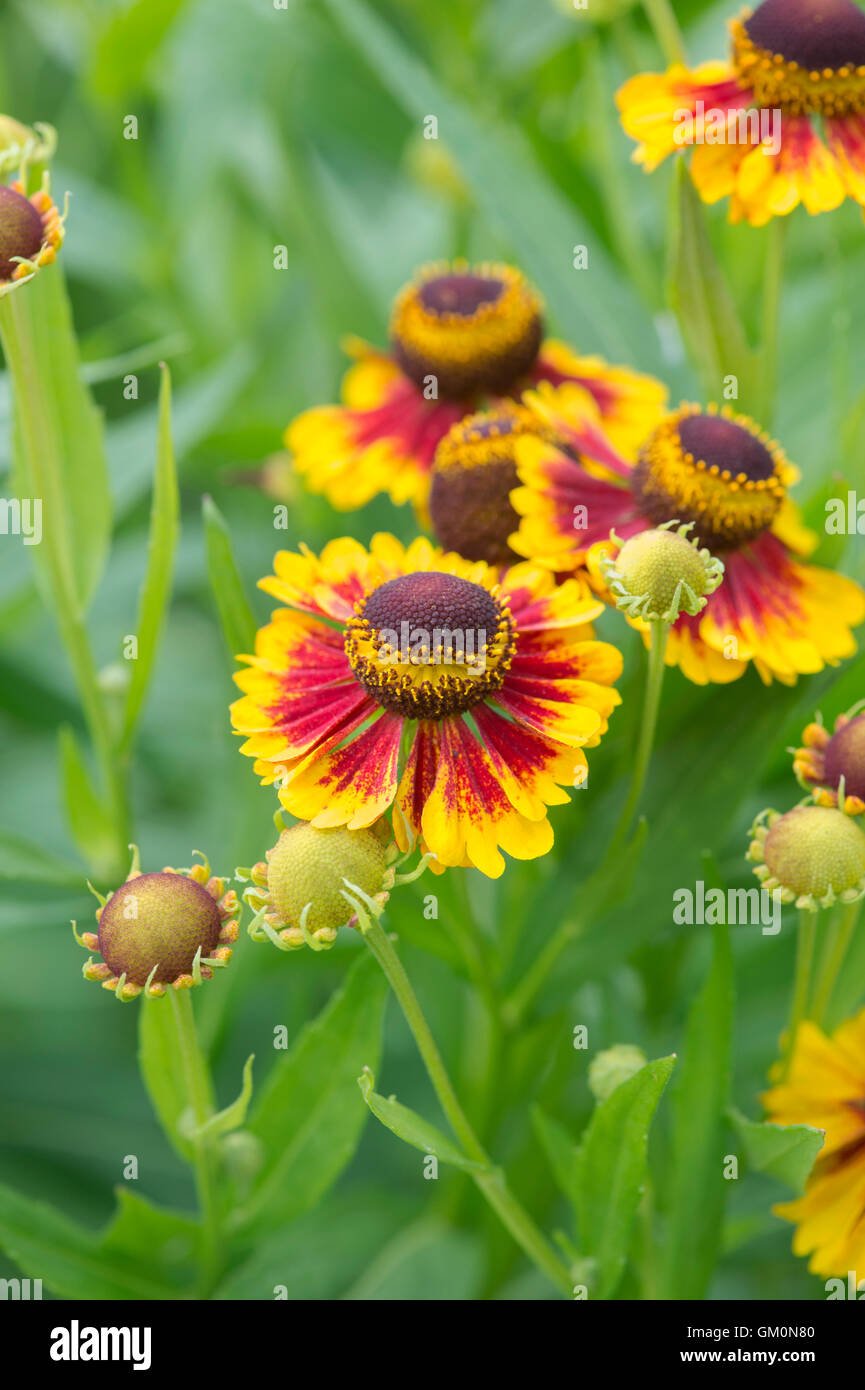 Helenium Autumnale. Sneezeweed flowers Stock Photo - Alamy