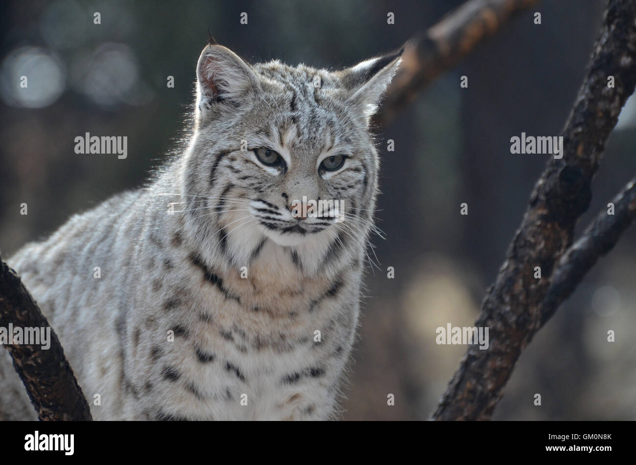 Lynx with fluffy fur in the wild Stock Photo - Alamy