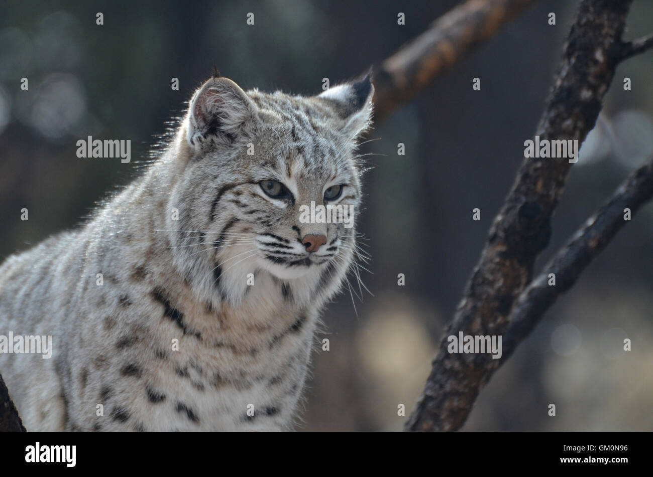 Truly terrific capture of a bobcat in the wild Stock Photo - Alamy