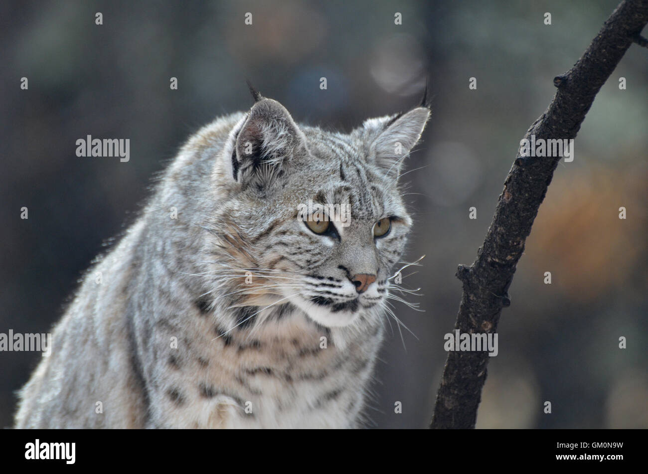 Prowling lynx bobcat on the hunt Stock Photo - Alamy