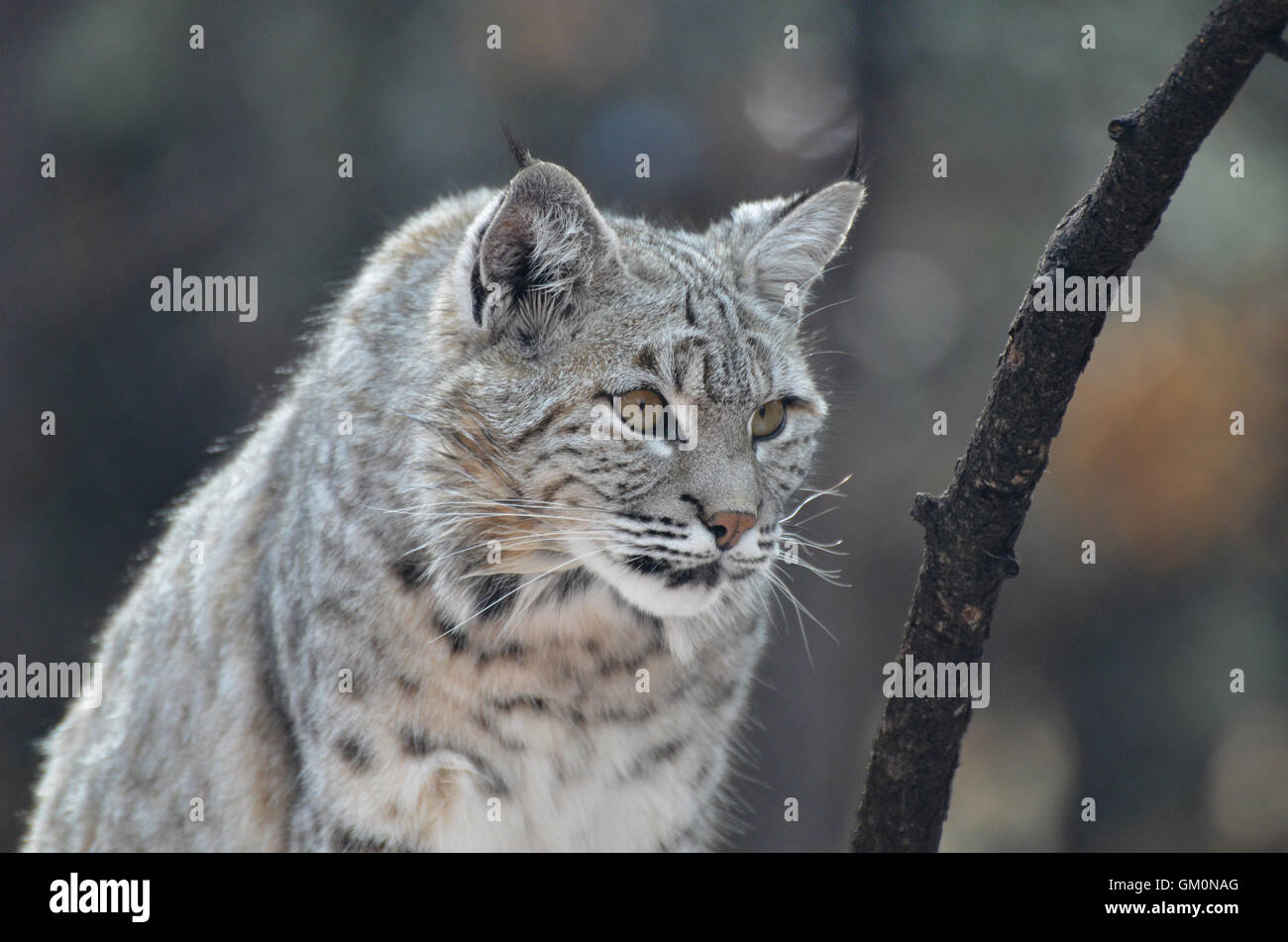 Lynx cat with pointed ears on the prowl Stock Photo - Alamy