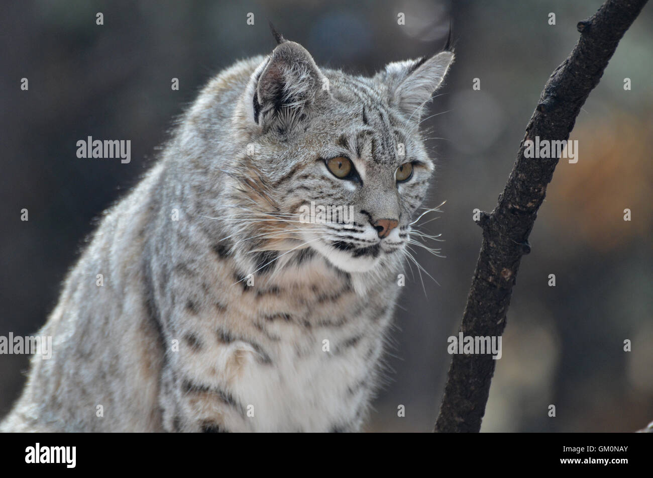 Amazing capture of a bobcat in nature Stock Photo - Alamy