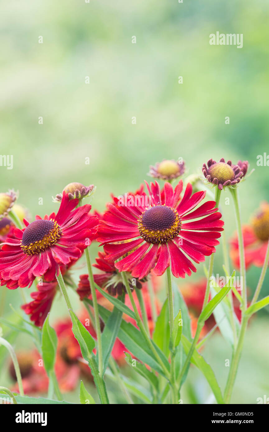 Fall helenium hi-res stock photography and images - Alamy
