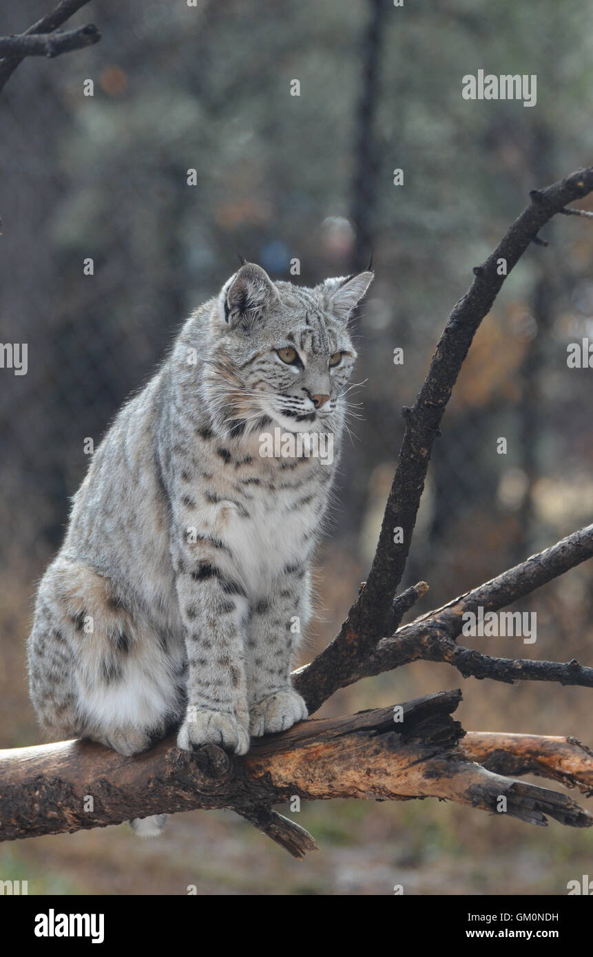 Canadian lynx sitting on top of a fallen tree branch in the wild Stock ...