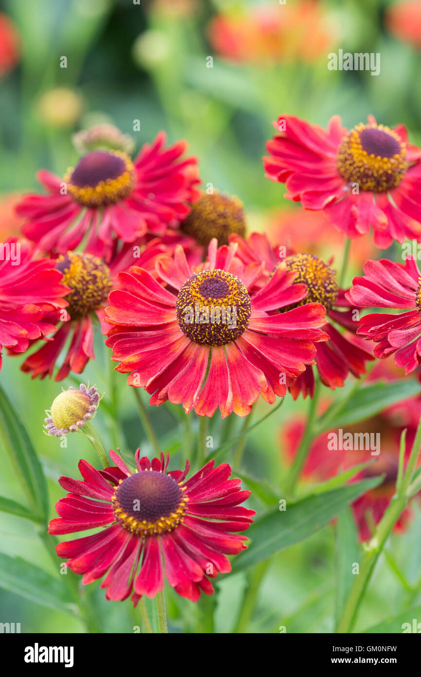 Fall helenium hi-res stock photography and images - Alamy