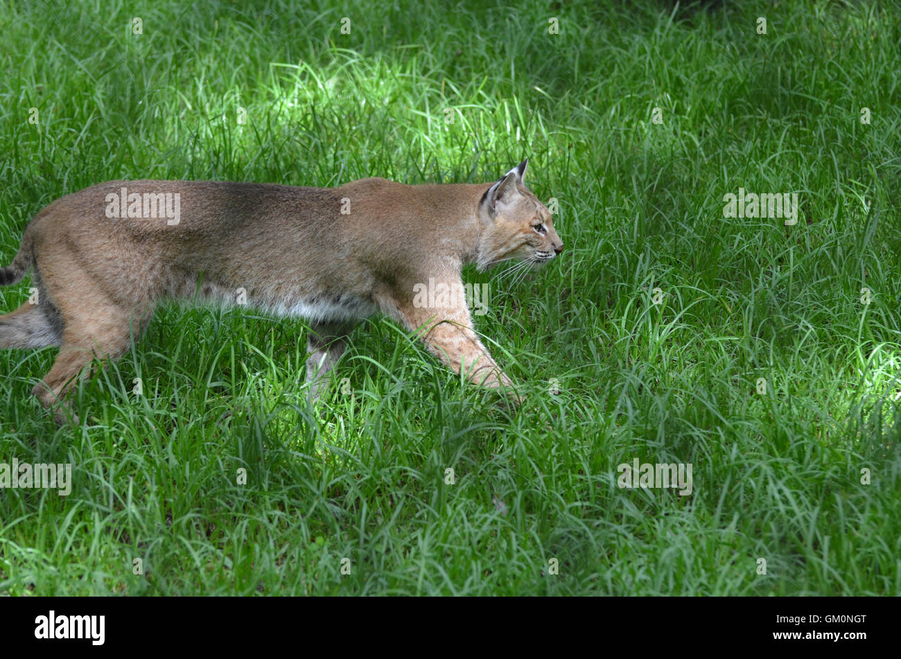 Bobcat prowling hi-res stock photography and images - Alamy