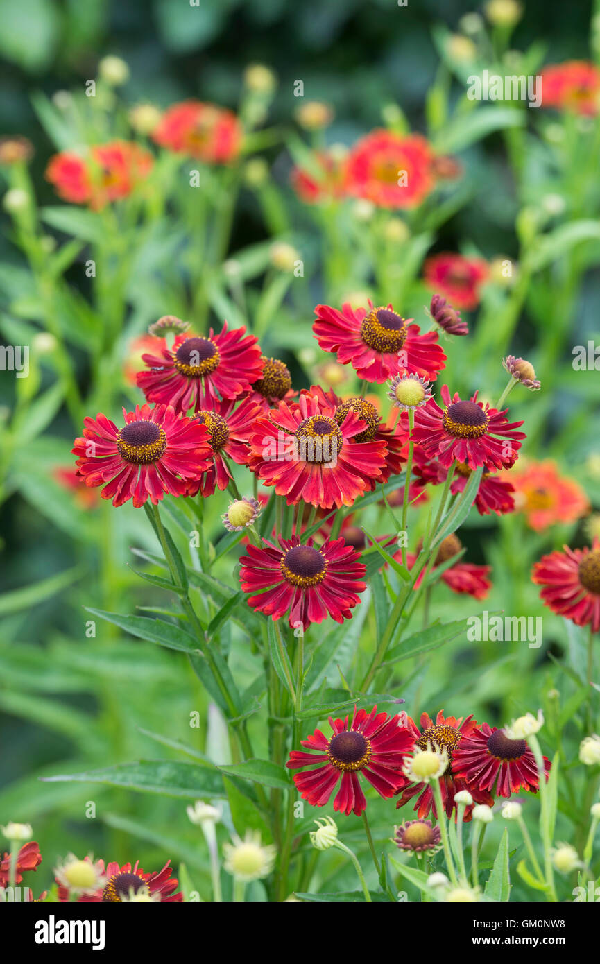 Fall helenium hi-res stock photography and images - Alamy