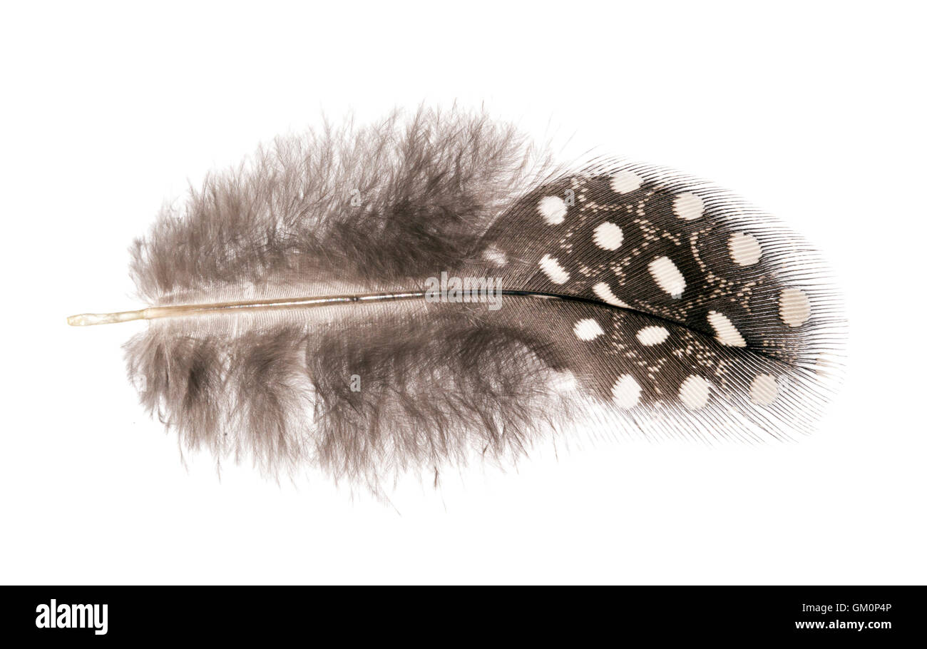 Feather structure hi-res stock photography and images - Alamy