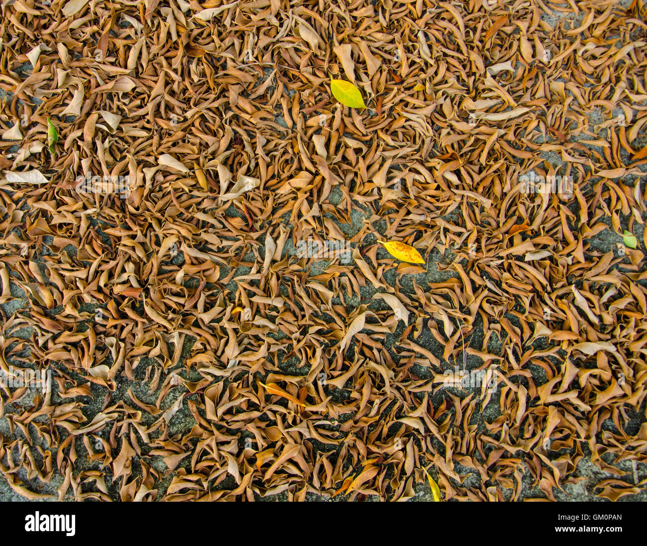 Seasonal environment hi-res stock photography and images - Alamy