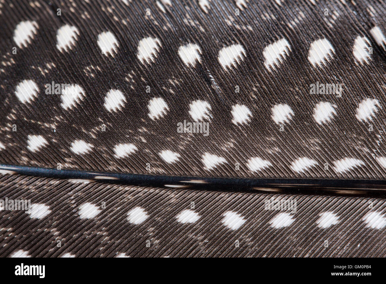 Guineafowl feathers hi-res stock photography and images - Alamy