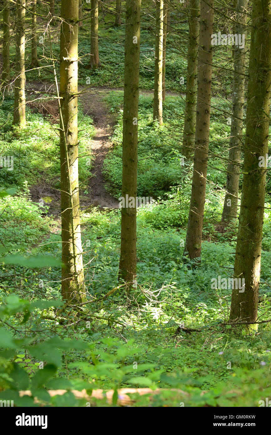Forrest in Germany Stock Photo - Alamy