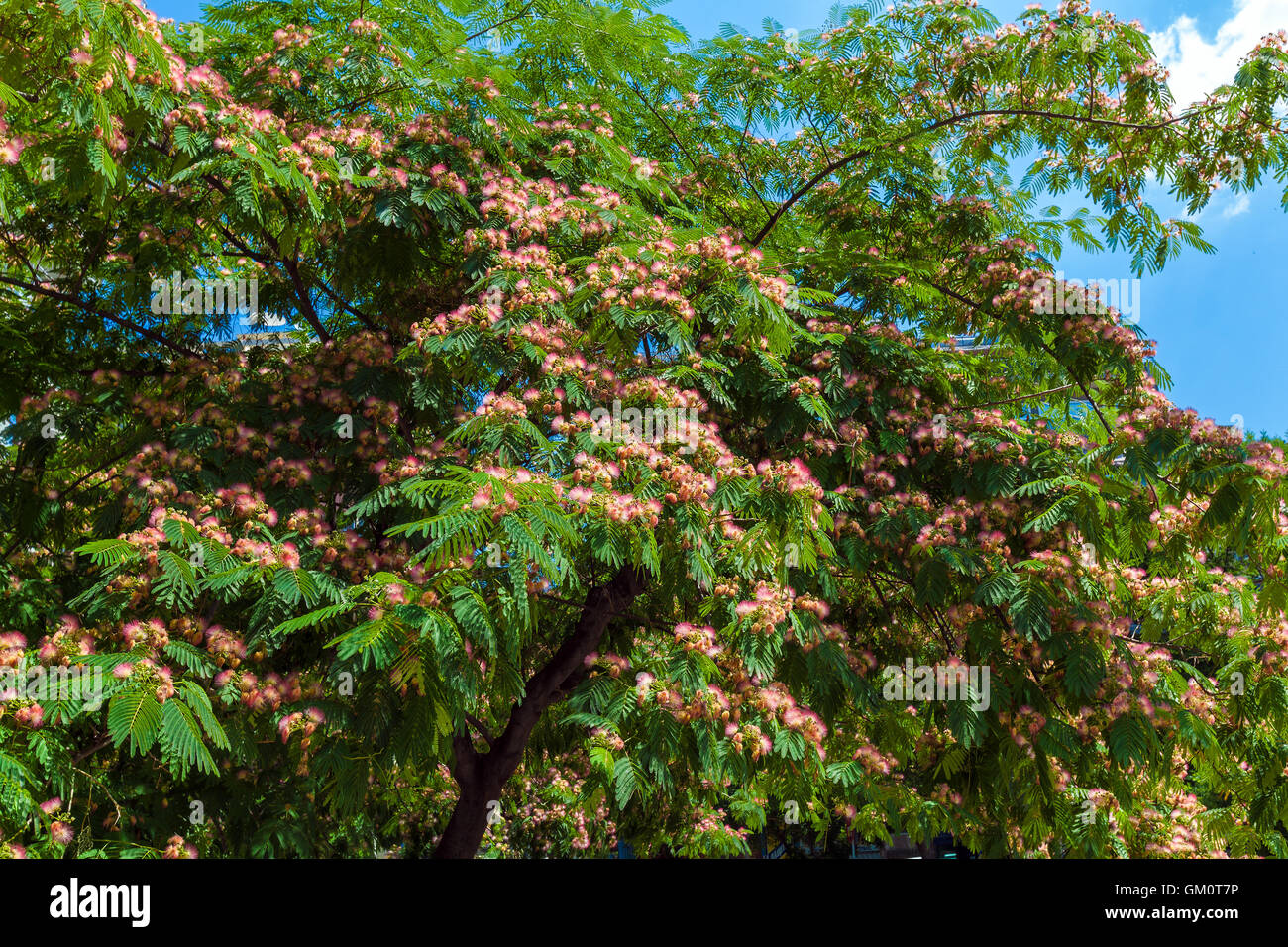 Persian silk tree (Albizia julibrissin) flowers in Thessaloniki ...
