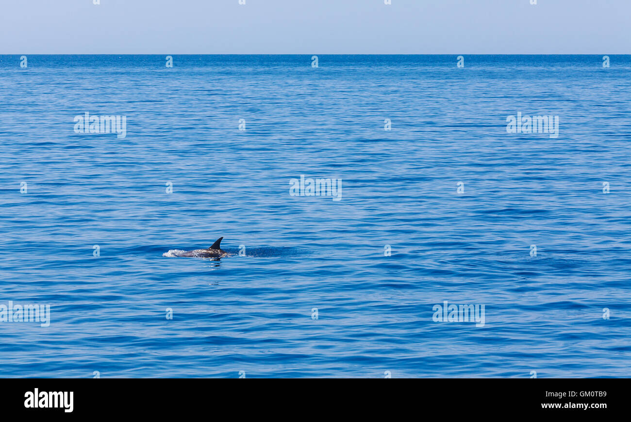 Dolphin fin hi-res stock photography and images - Alamy