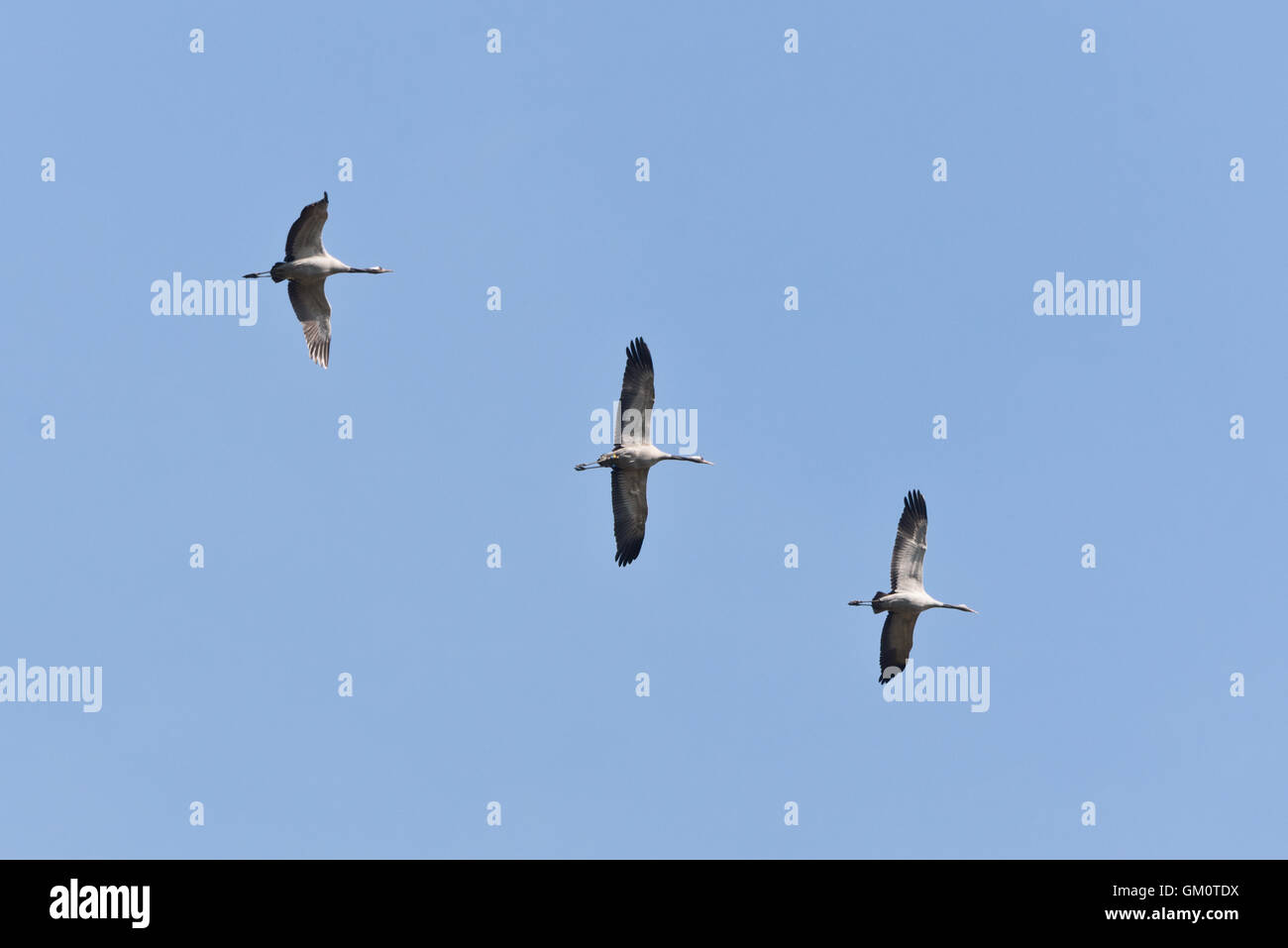 Three cranes flying over Aller Moor on the Somerset levels Stock Photo ...
