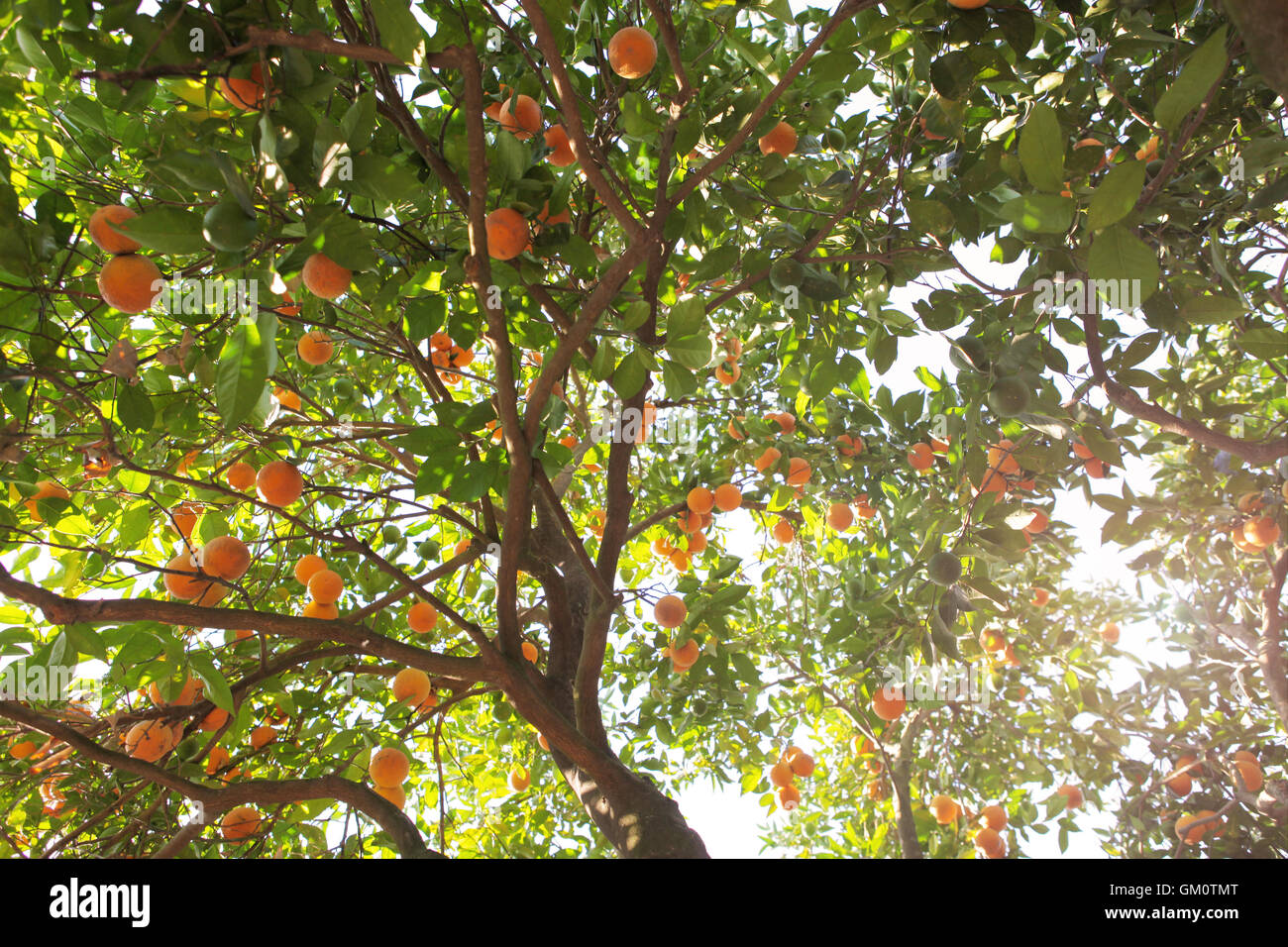 Green and yellow fresh orange in Antalya, Turkey Stock Photo - Alamy