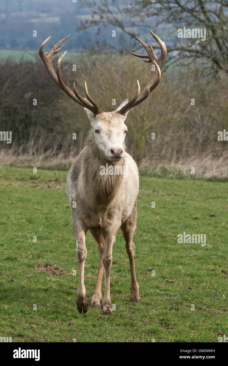 Jamie the white red deer at the south west deer rescue centre near ...