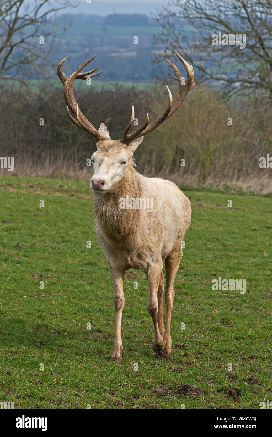 Jamie the white red deer at the south west deer rescue centre near ...