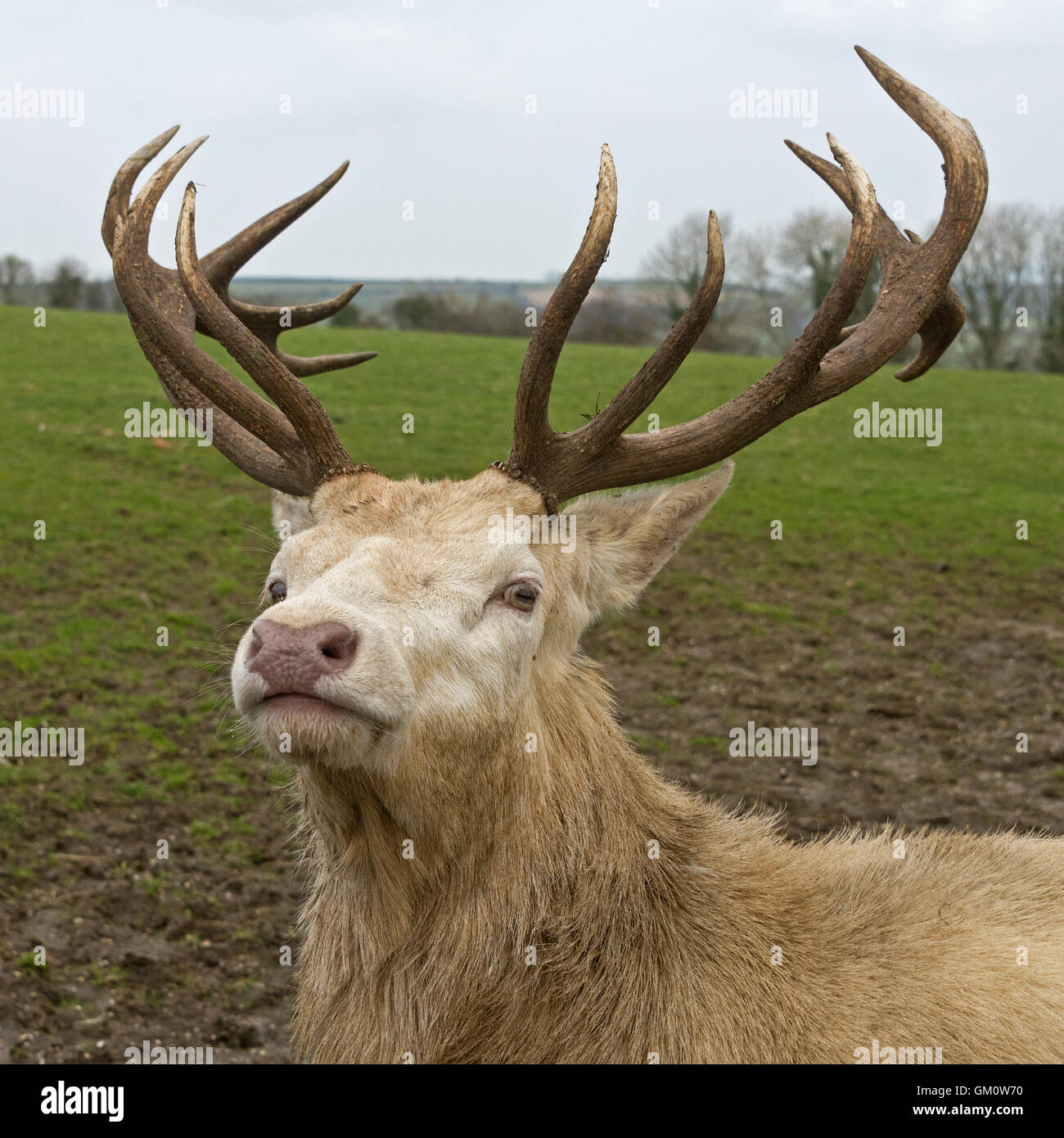 Jamie the white red deer at the south west deer rescue centre near ...