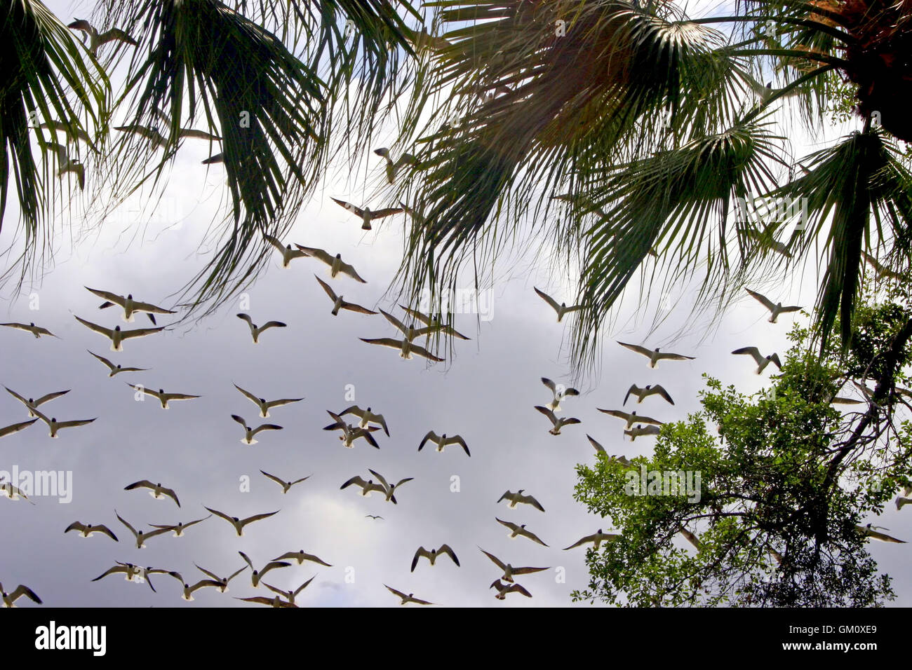 A lot of birds flying over head Stock Photo - Alamy