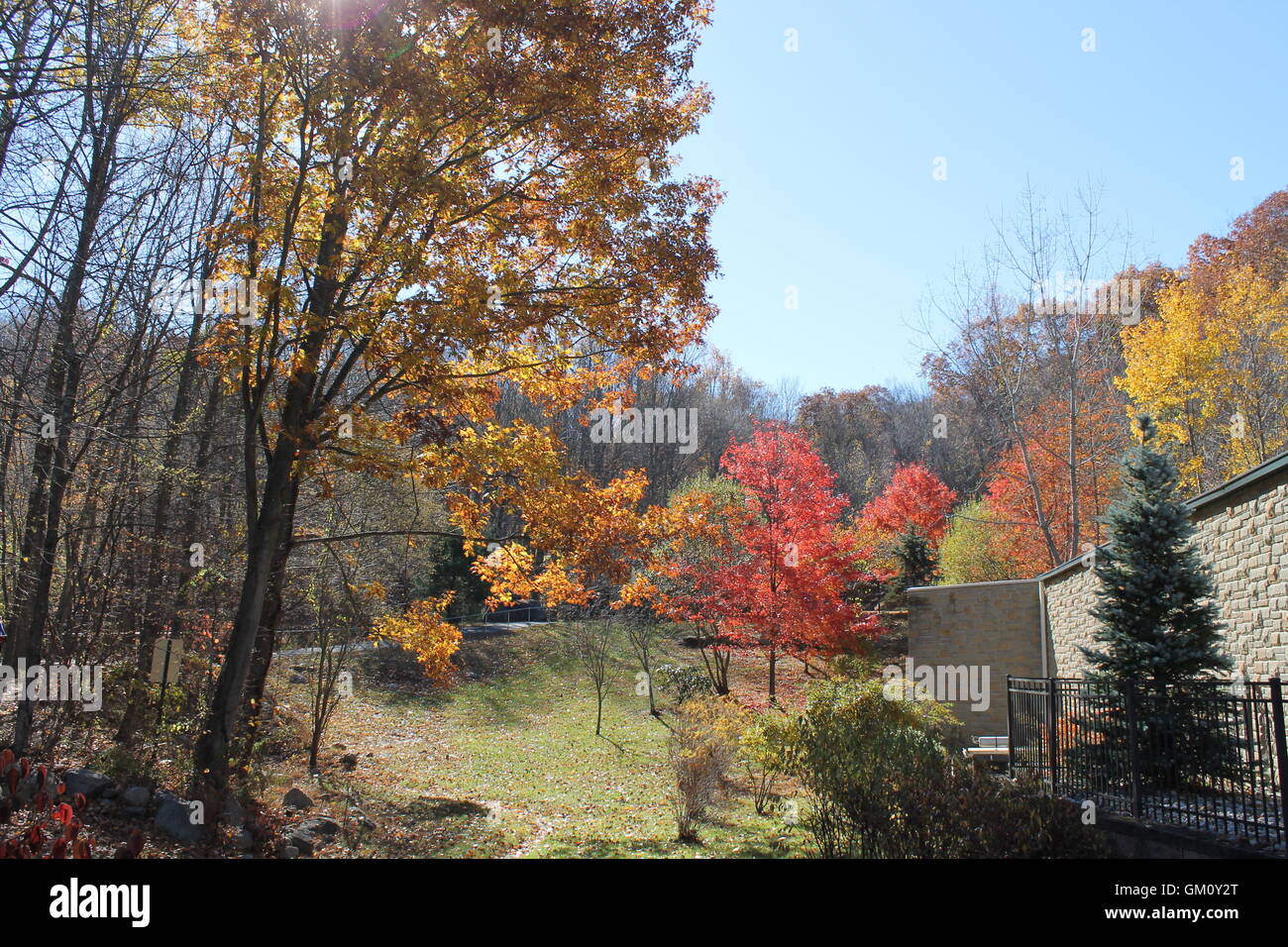 A small forest with colorful trees on a bright autumn day Stock Photo ...