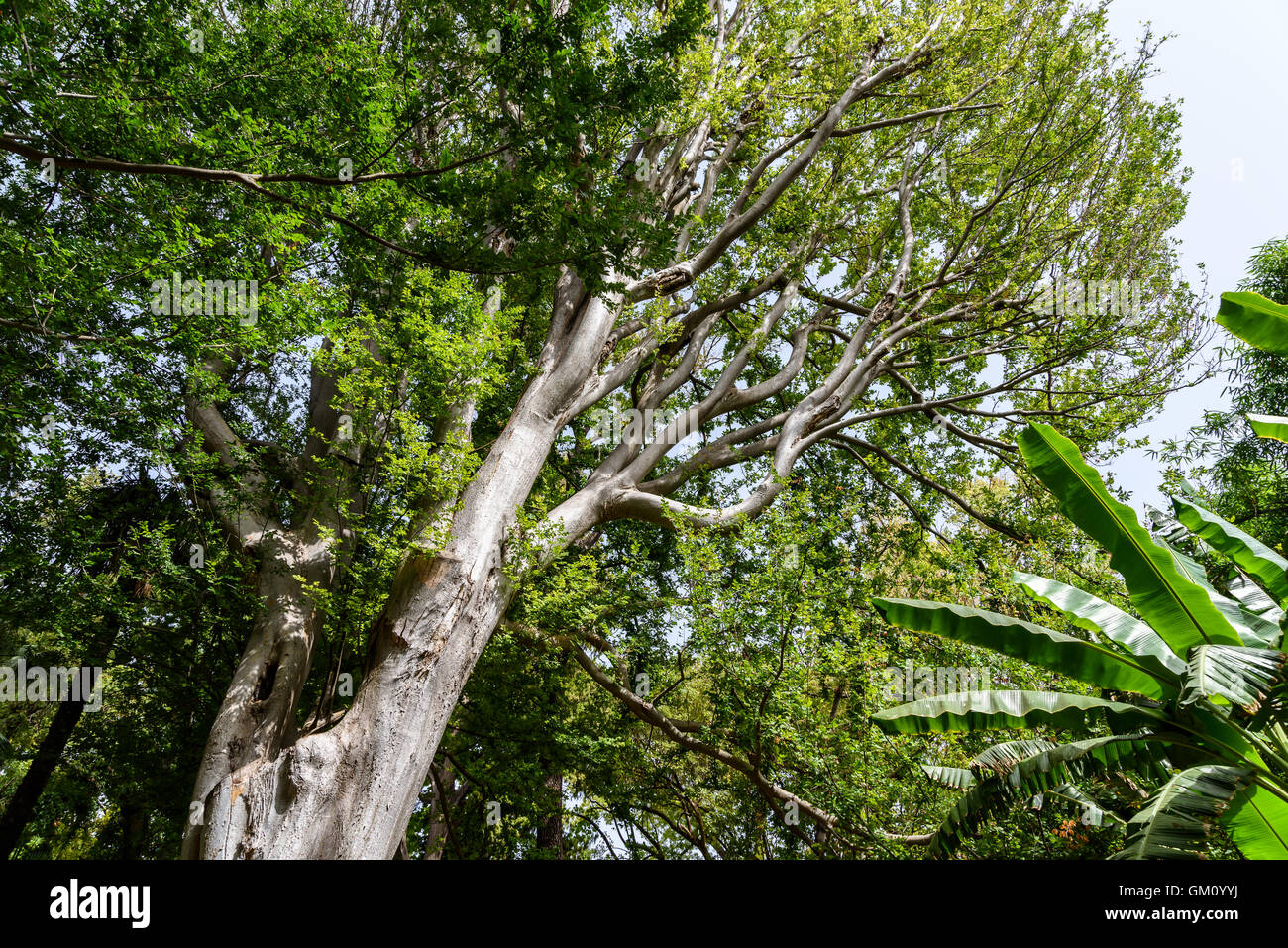 Green Tree Foliage In Summer Stock Photo - Alamy