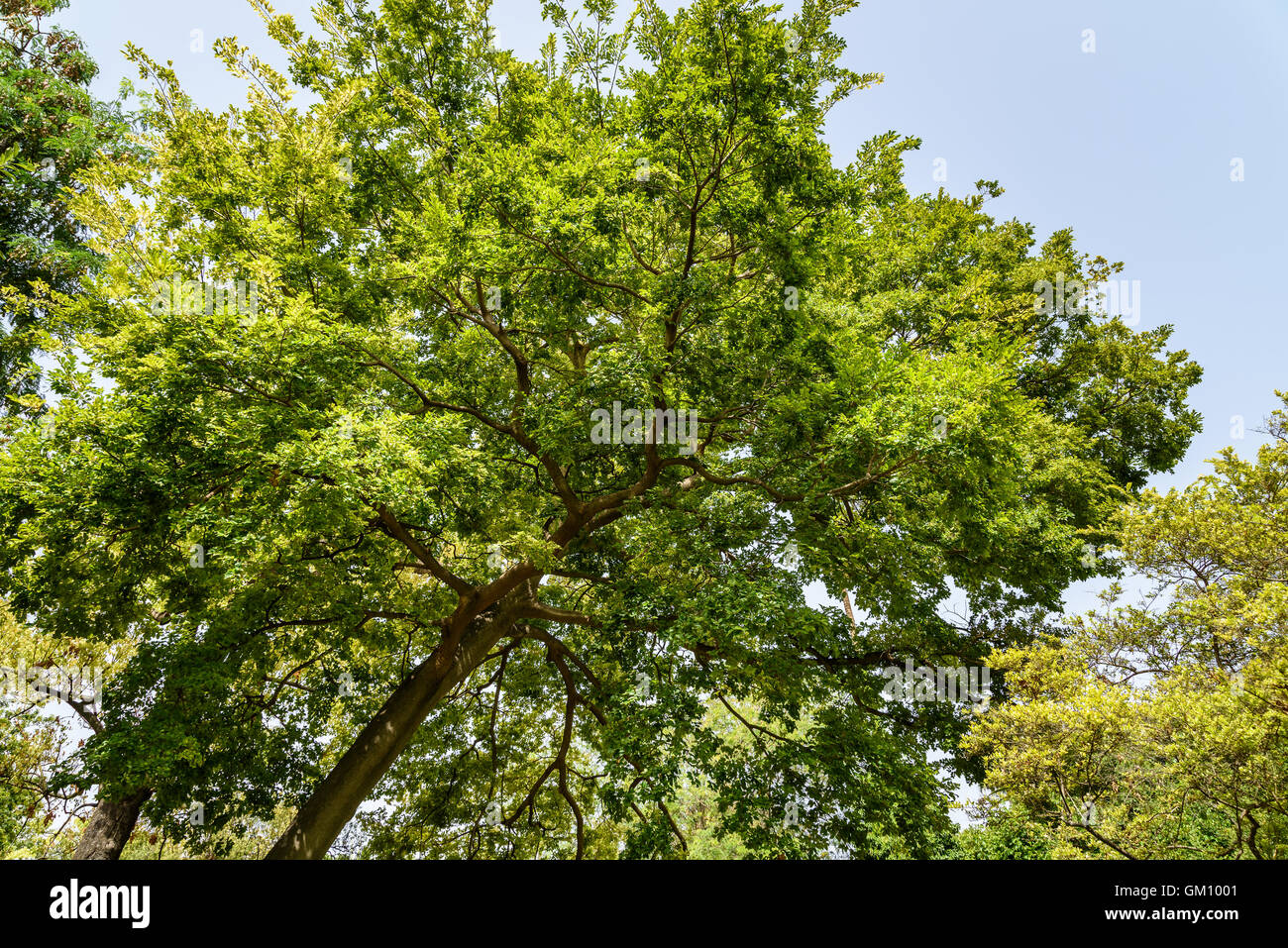 Green Tree Foliage In Summer Stock Photo - Alamy