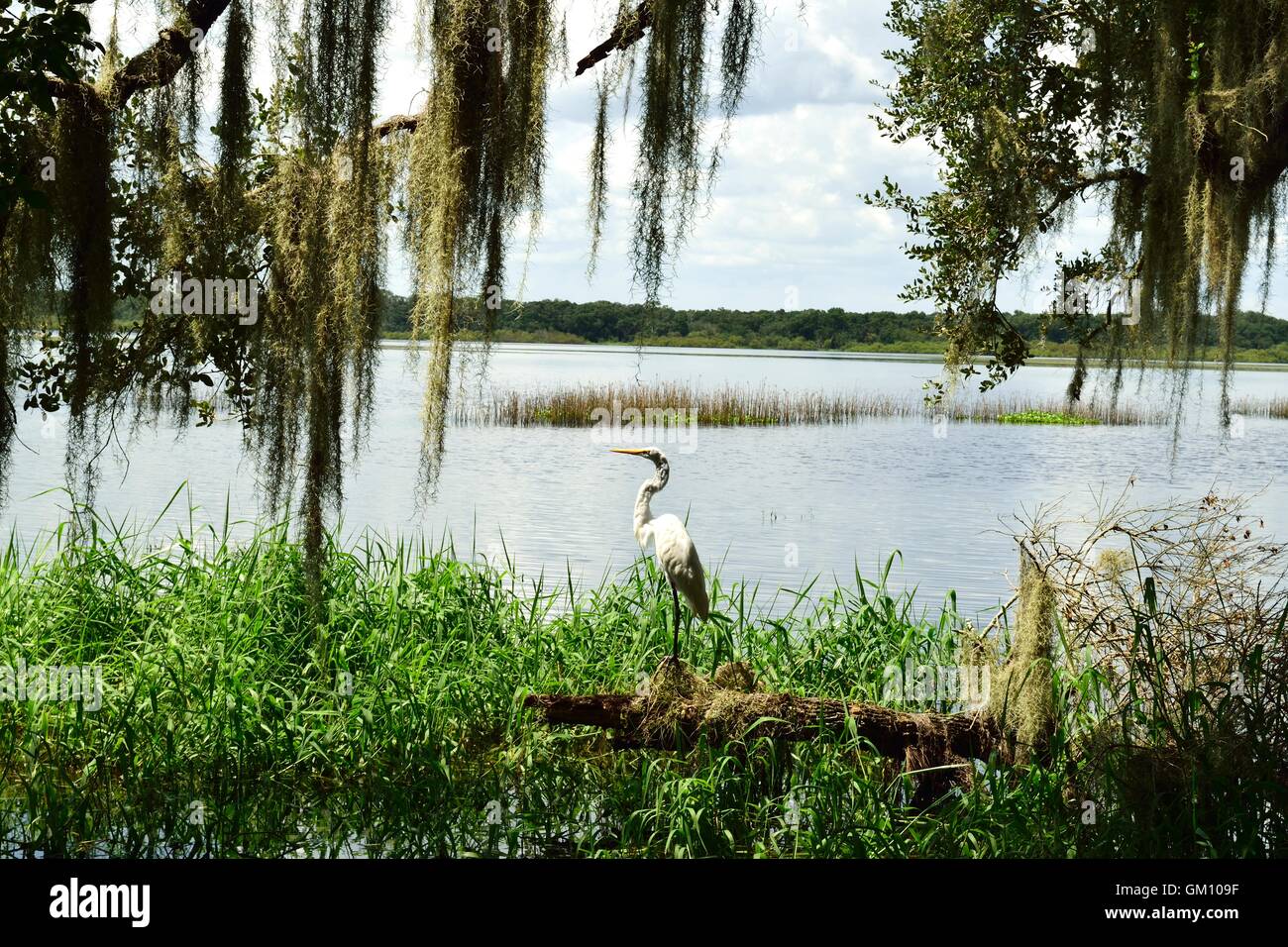 A Snowy egret at the swamp lands in Florida Stock Photo - Alamy