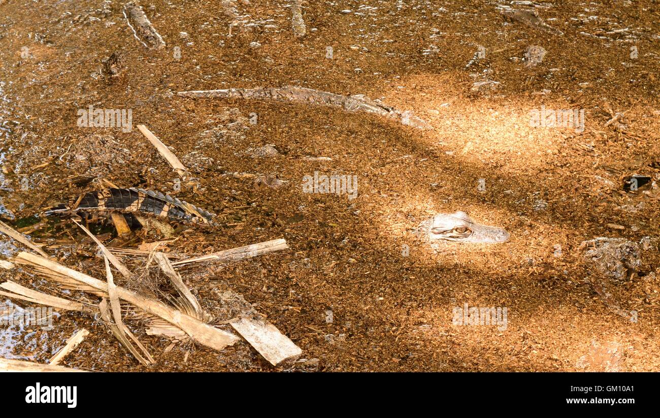 A small alligator resting in the sunshine Stock Photo - Alamy