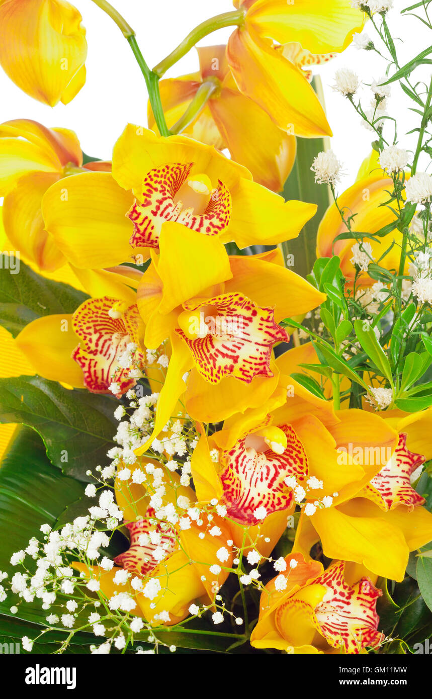 Yellow phalaenopsis orchid, studio shot Stock Photo - Alamy