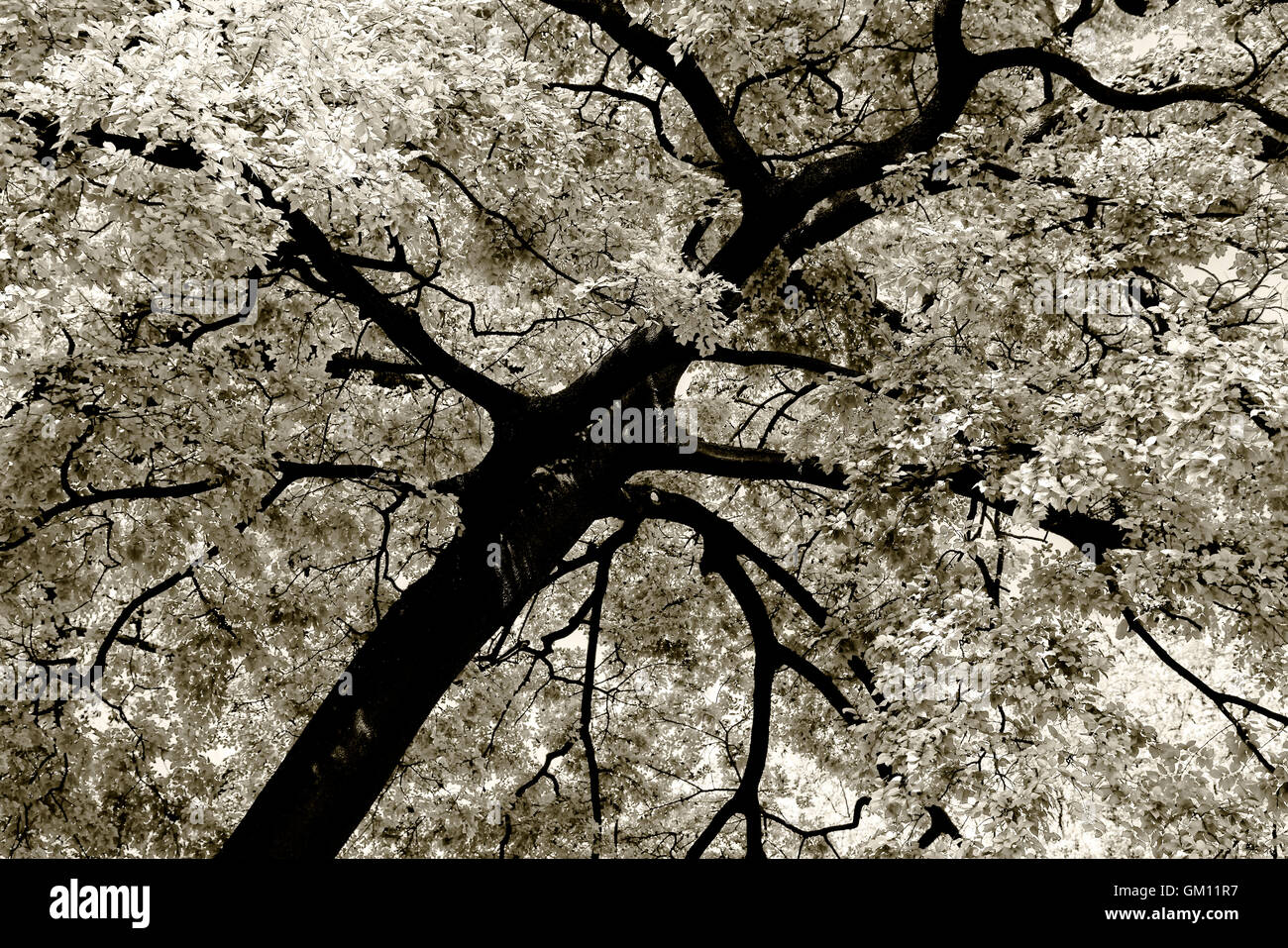 Tree Foliage Abstract Stock Photo - Alamy