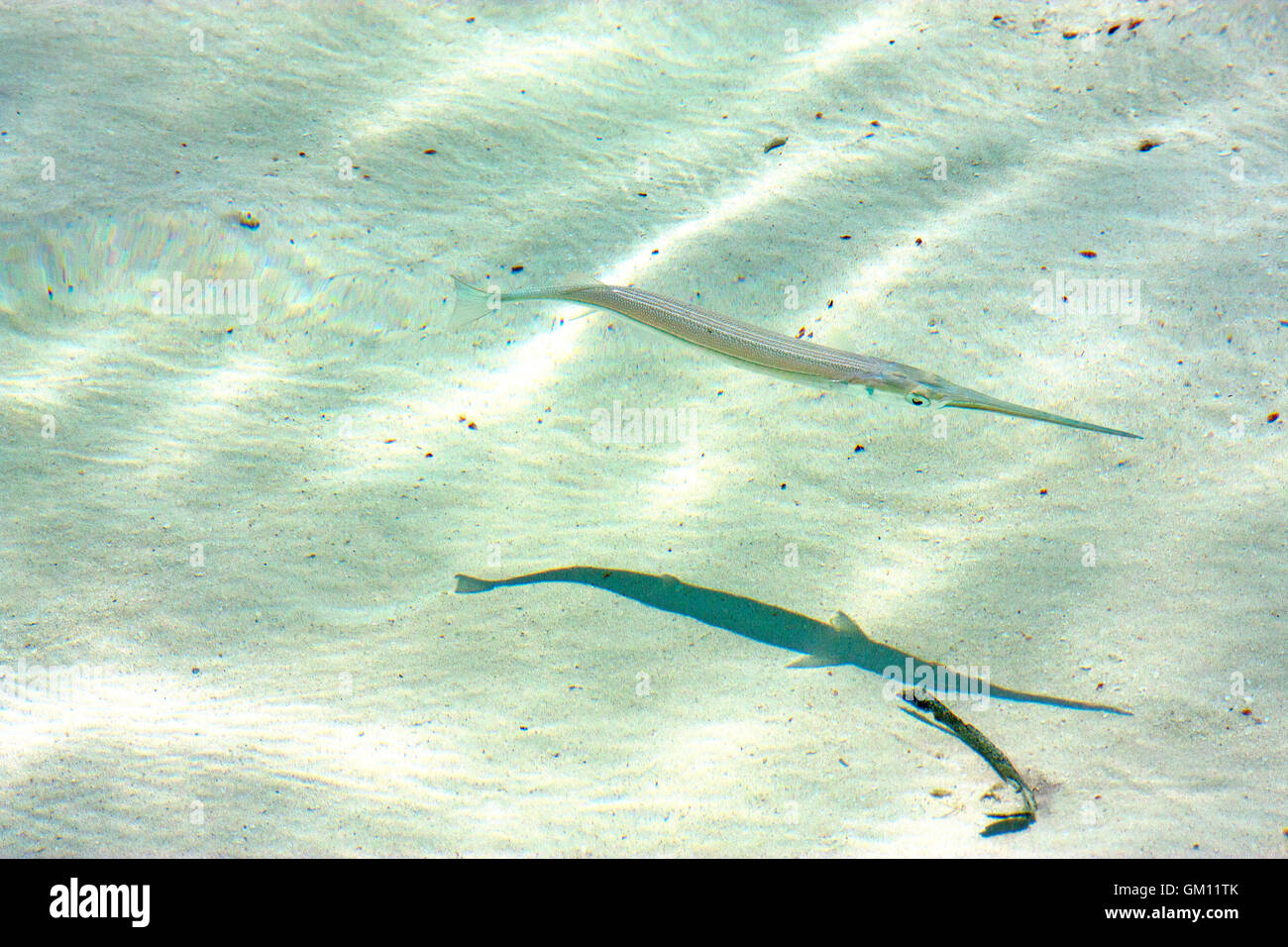 little fish isla contoy in mexico froath and foam the sea drop sunny ...