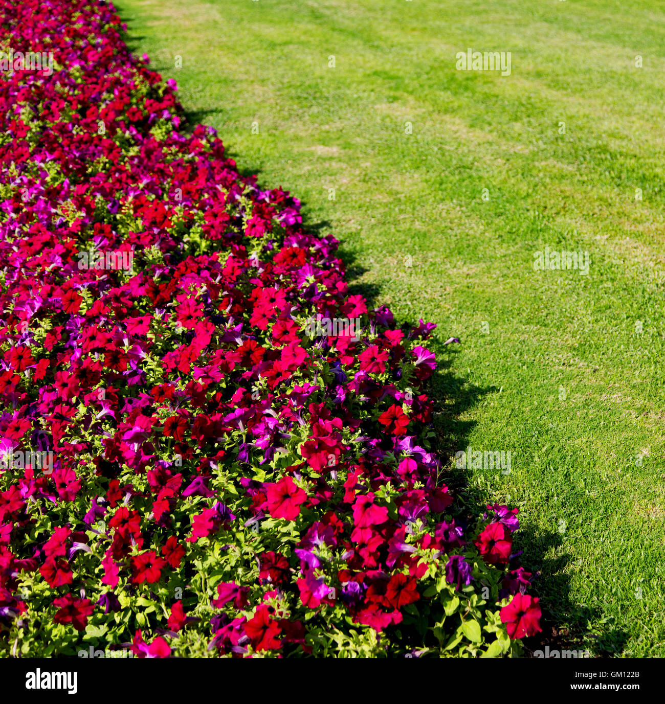in the spring colors oman flowers and garden Stock Photo - Alamy
