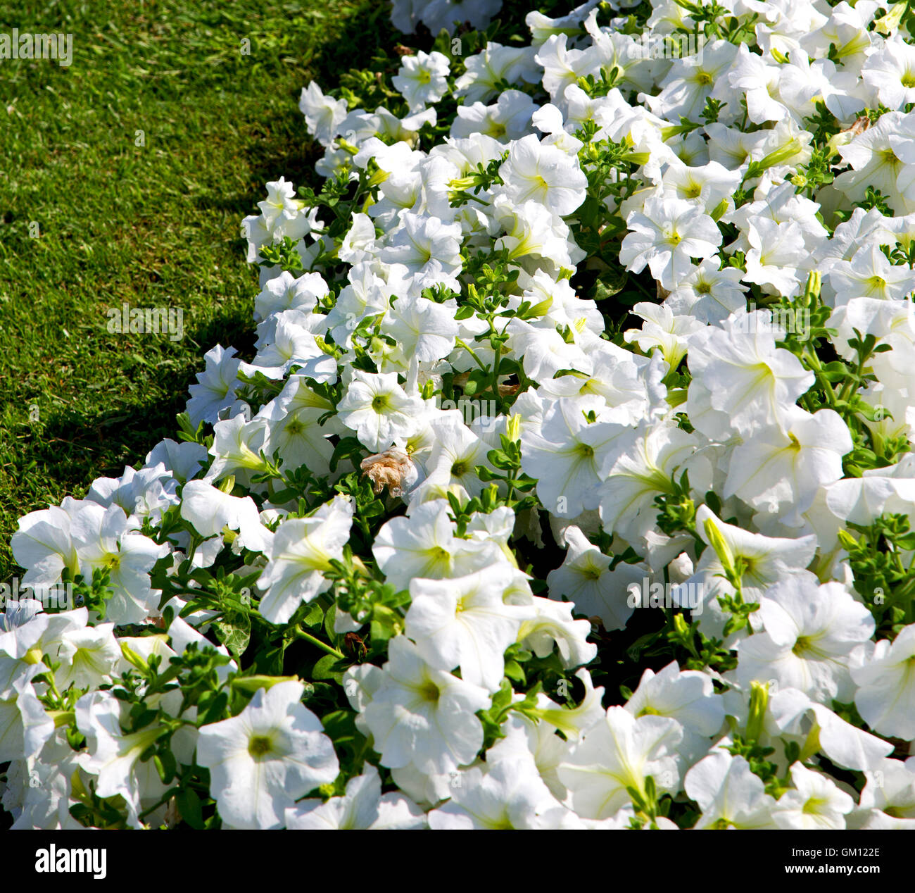 in the spring colors oman flowers and garden Stock Photo - Alamy