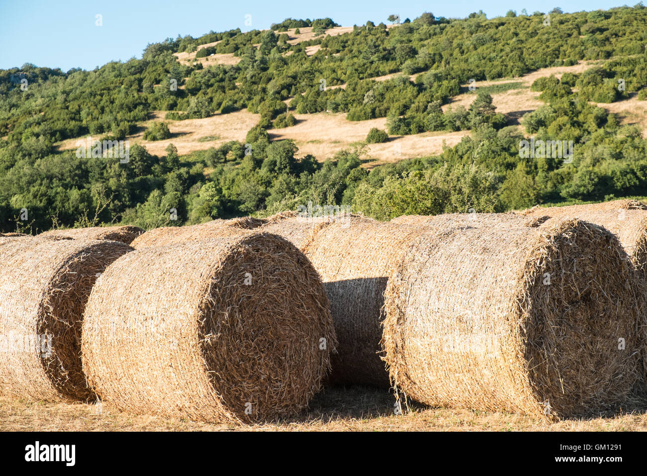 Rural scene with round straw,hay bales in countryside near village of ...