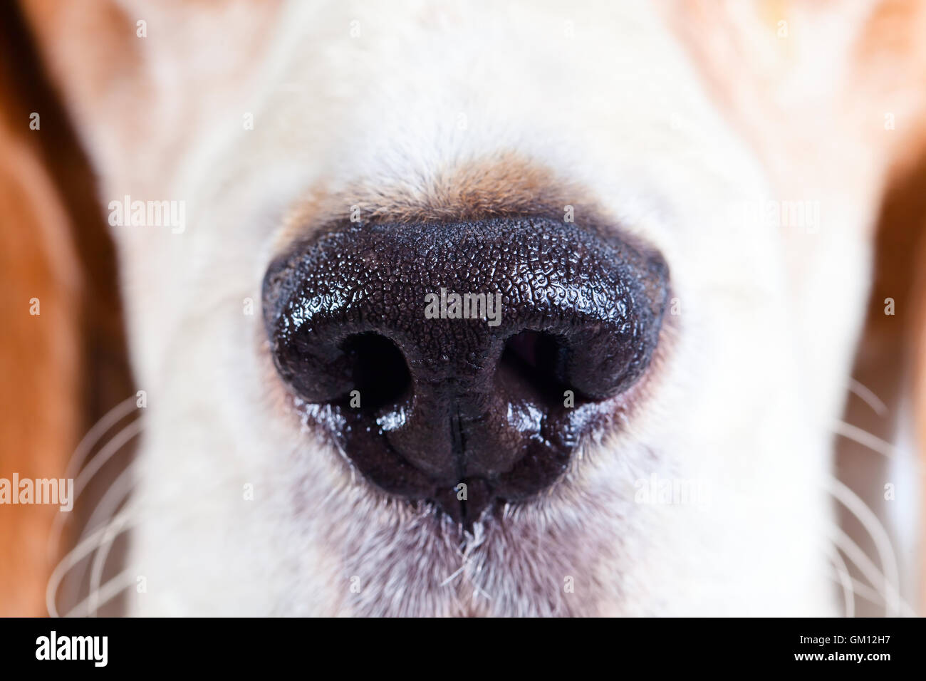 nose of a dog , macro shot , focus on a center Stock Photo - Alamy