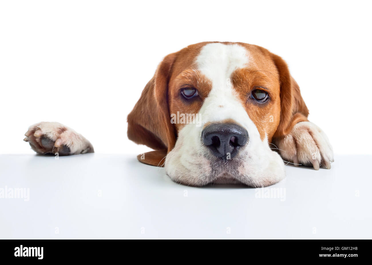 beagle head isolated on a white background Stock Photo - Alamy