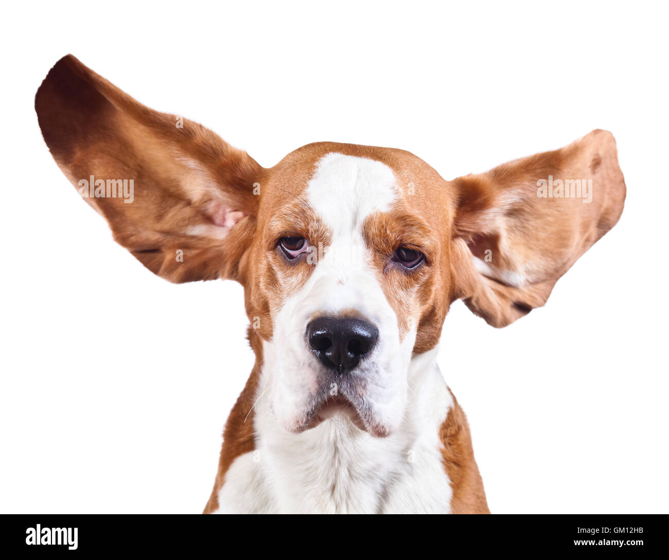 beagle head isolated on white background Stock Photo - Alamy