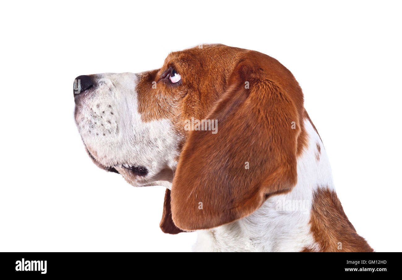 Beagle profile hi-res stock photography and images - Alamy