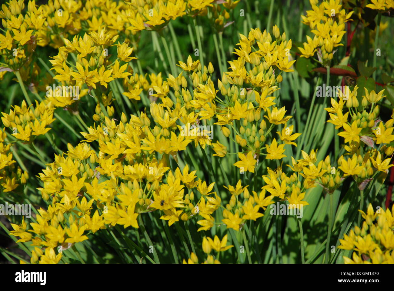 Golden garlic, allium moly, blossom allium Stock Photo - Alamy