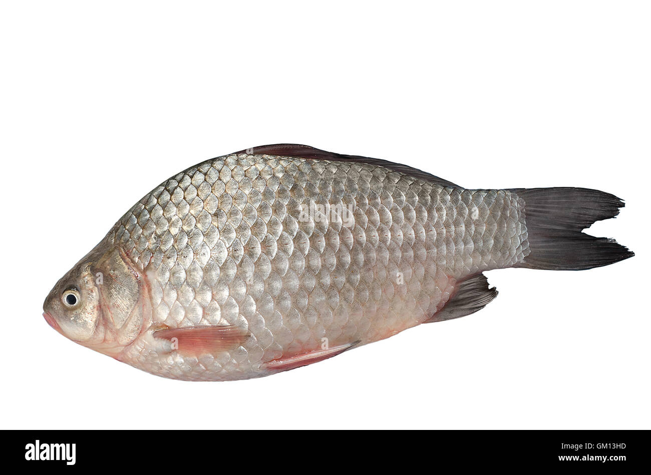 Raw freshwater fish, lying on a white background Stock Photo - Alamy
