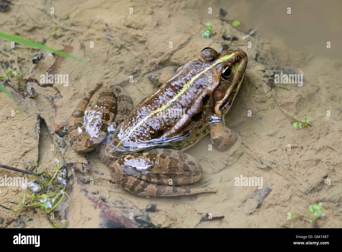 Marsh frog hi-res stock photography and images - Alamy