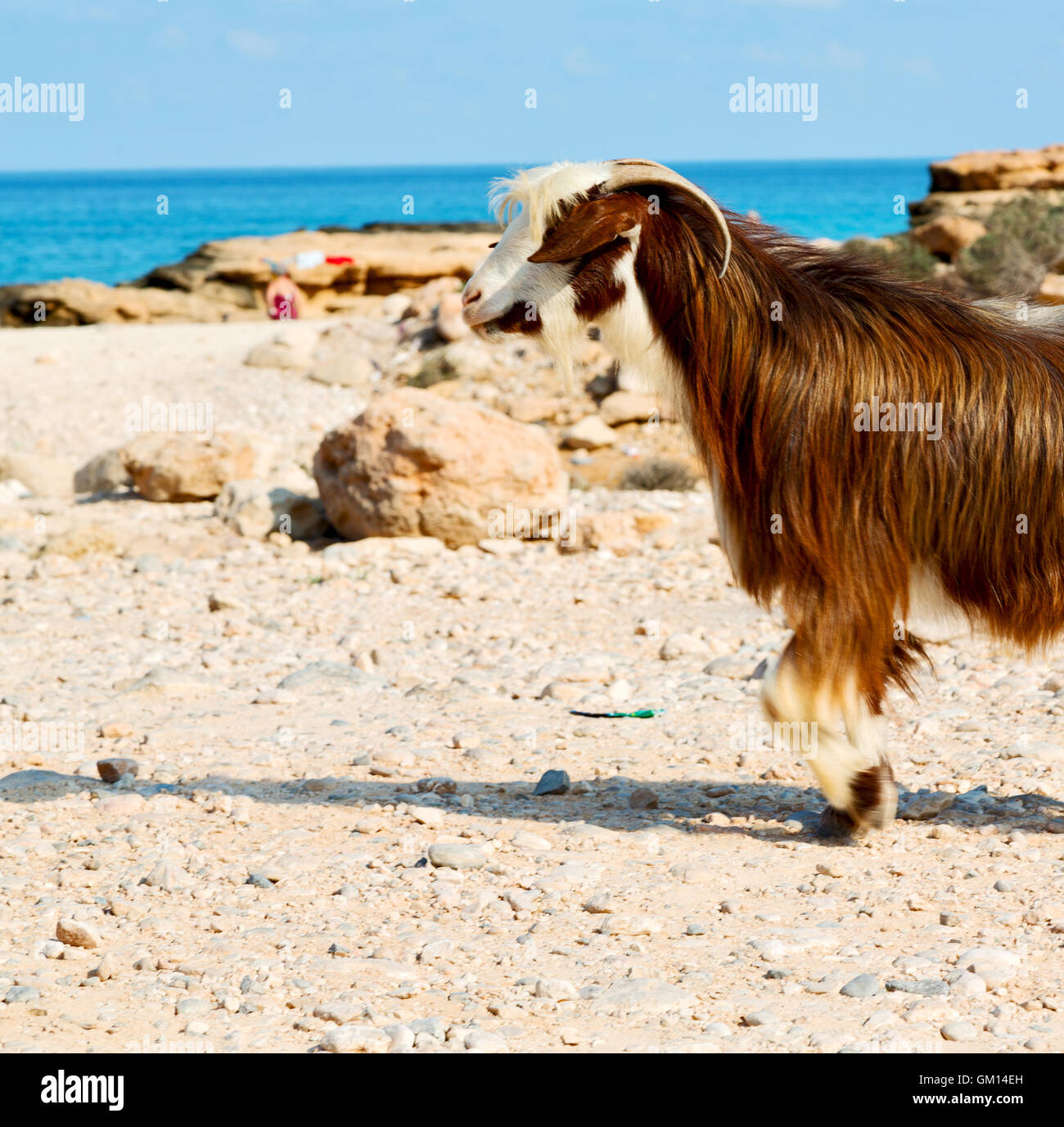 Male And Female Stone Sheep High Resolution Stock Photography and ...